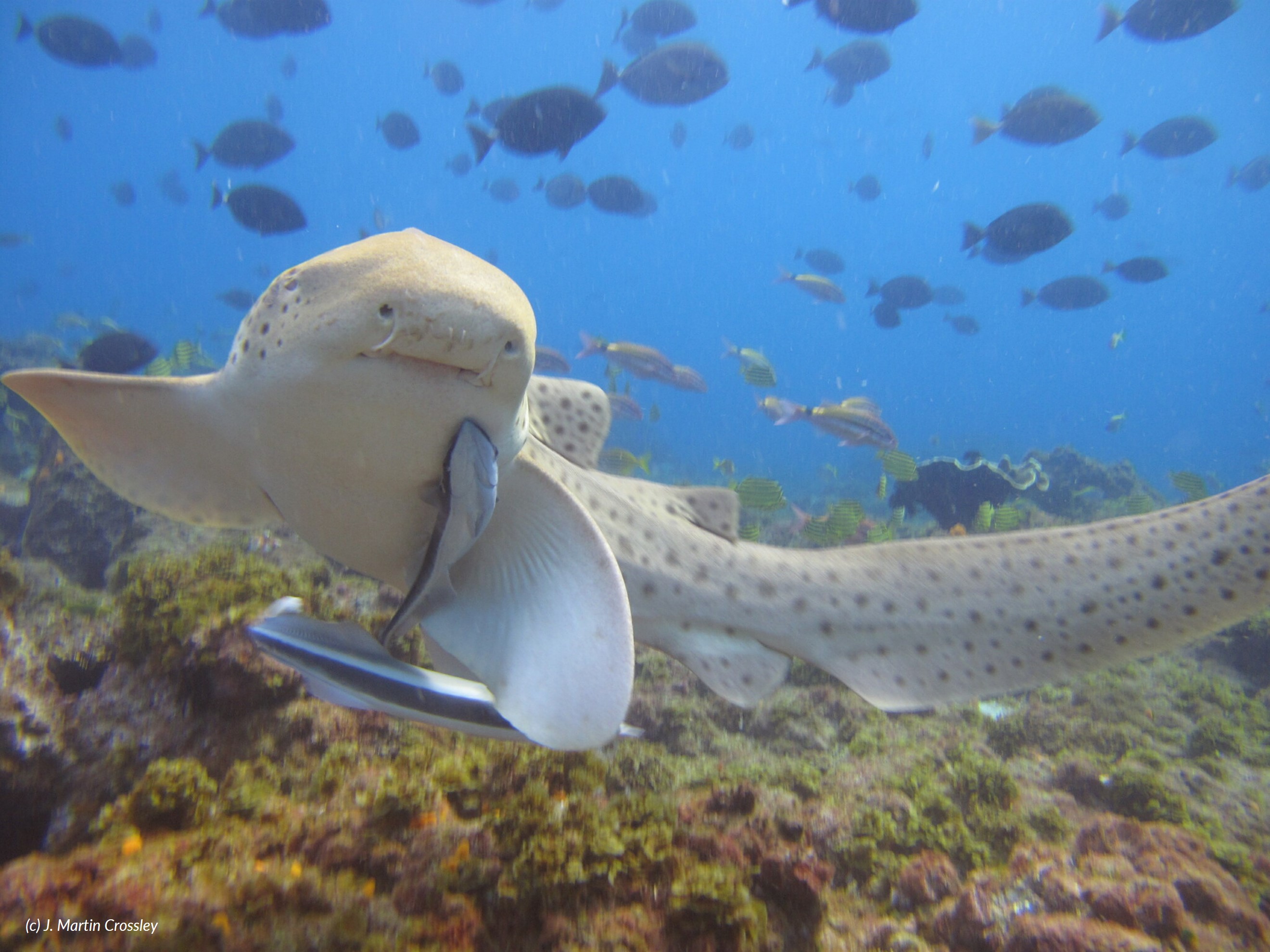 From Aquarium To Ocean Thailands Bold Leap To Save The Endangered ...