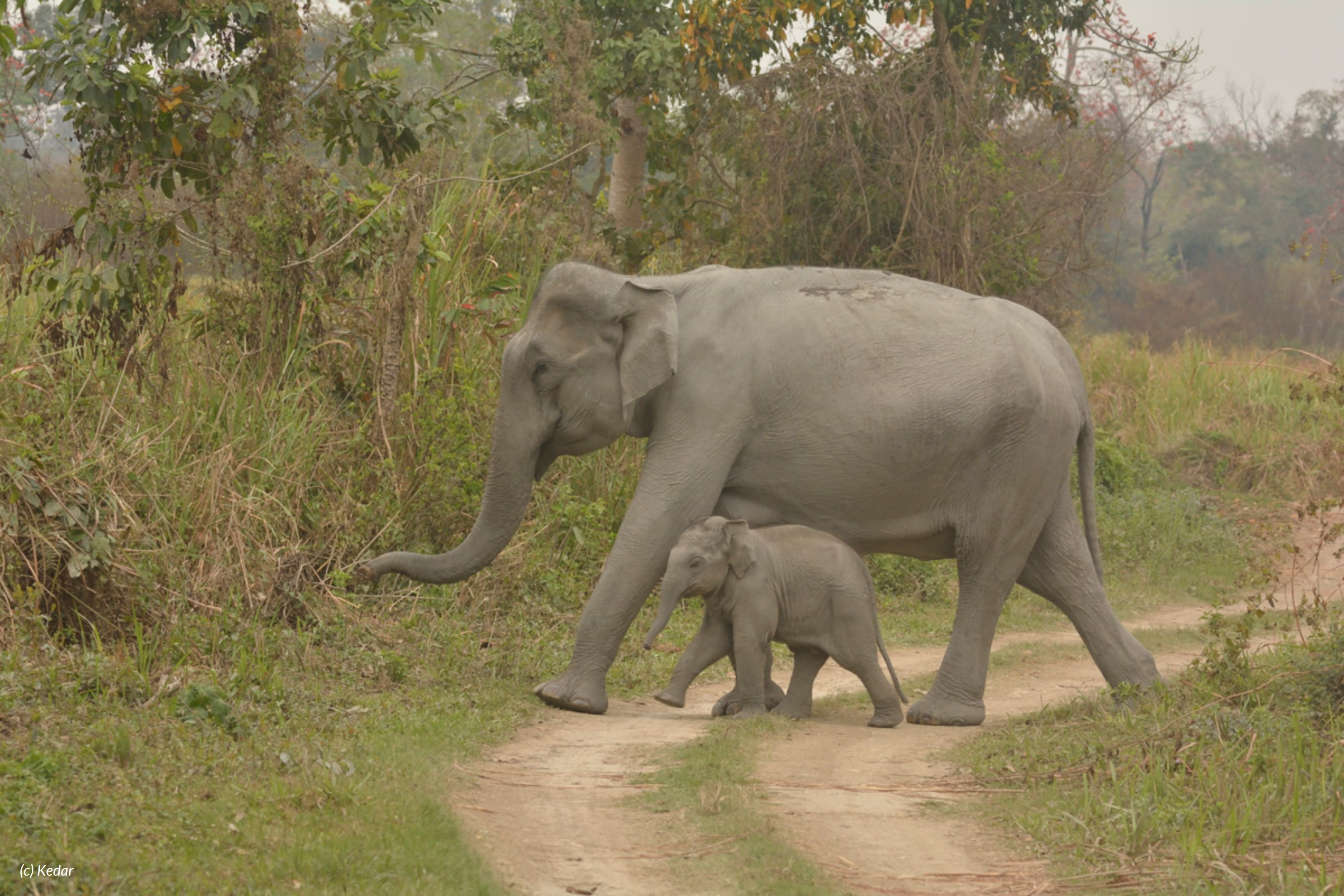 Columbus Zoo Welcomes Endangered Asian Elephant Calf | Environmental ...