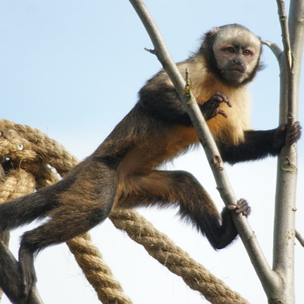 Yellow-breasted Capuchin - critically endangered | Endangered Species ...