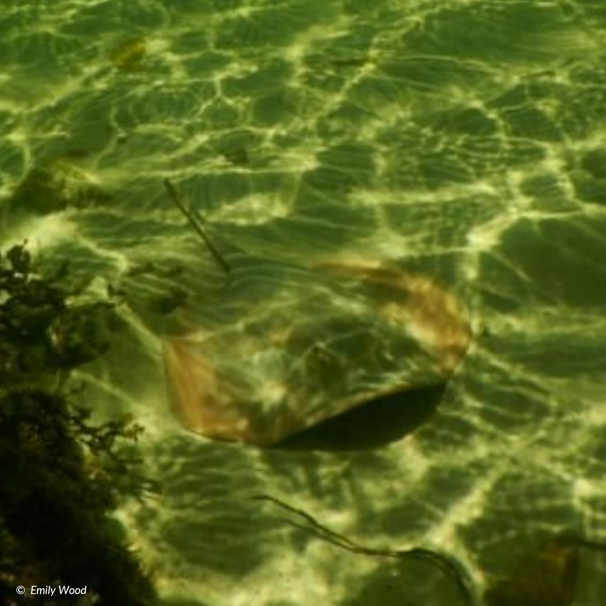 Yellowback Stingaree