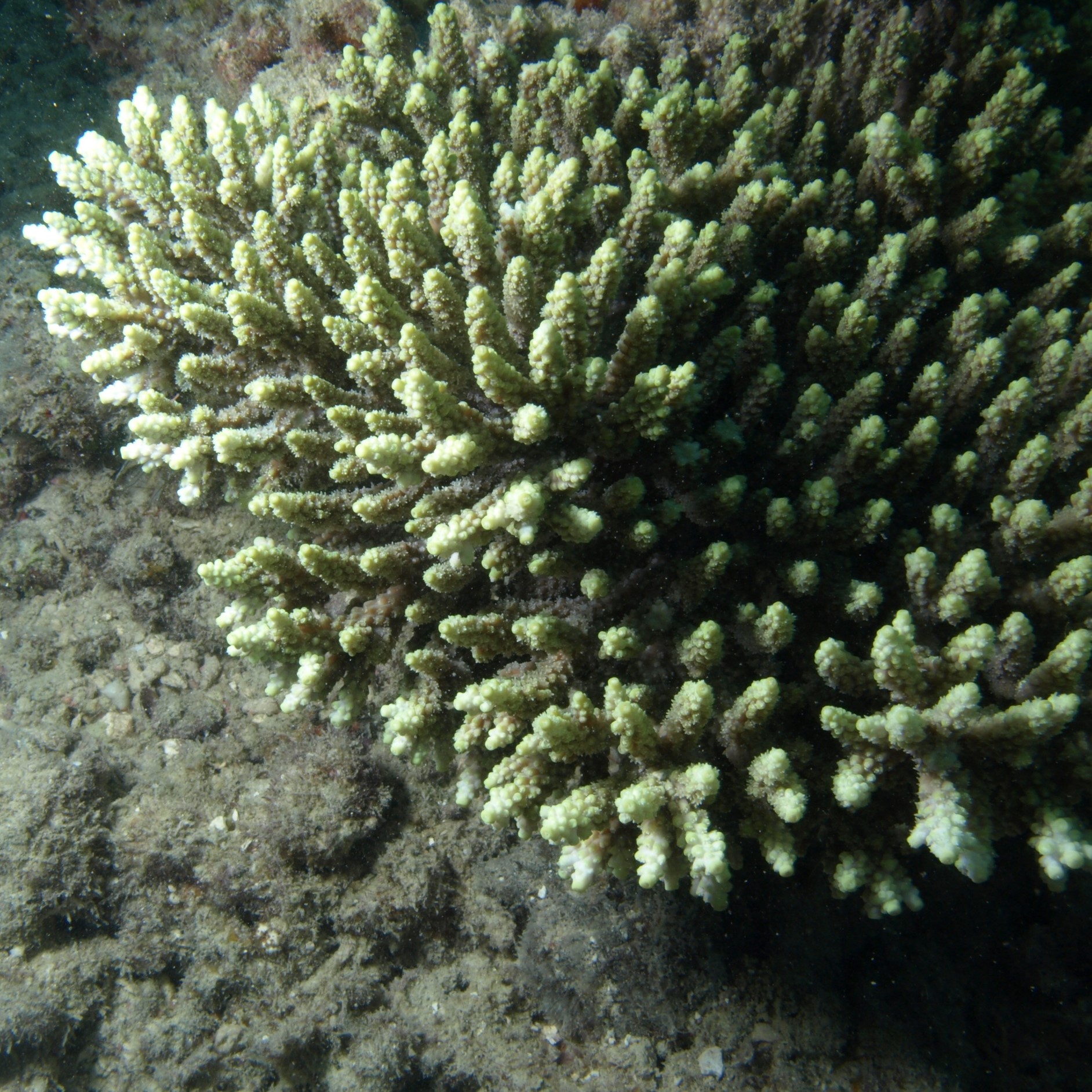 Acropora Aculeus