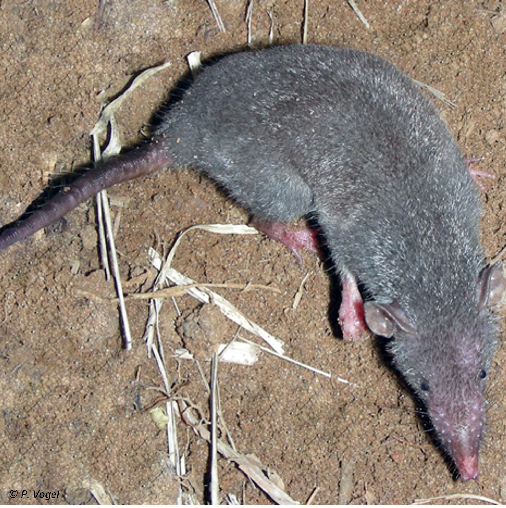 Wimmer's Shrew