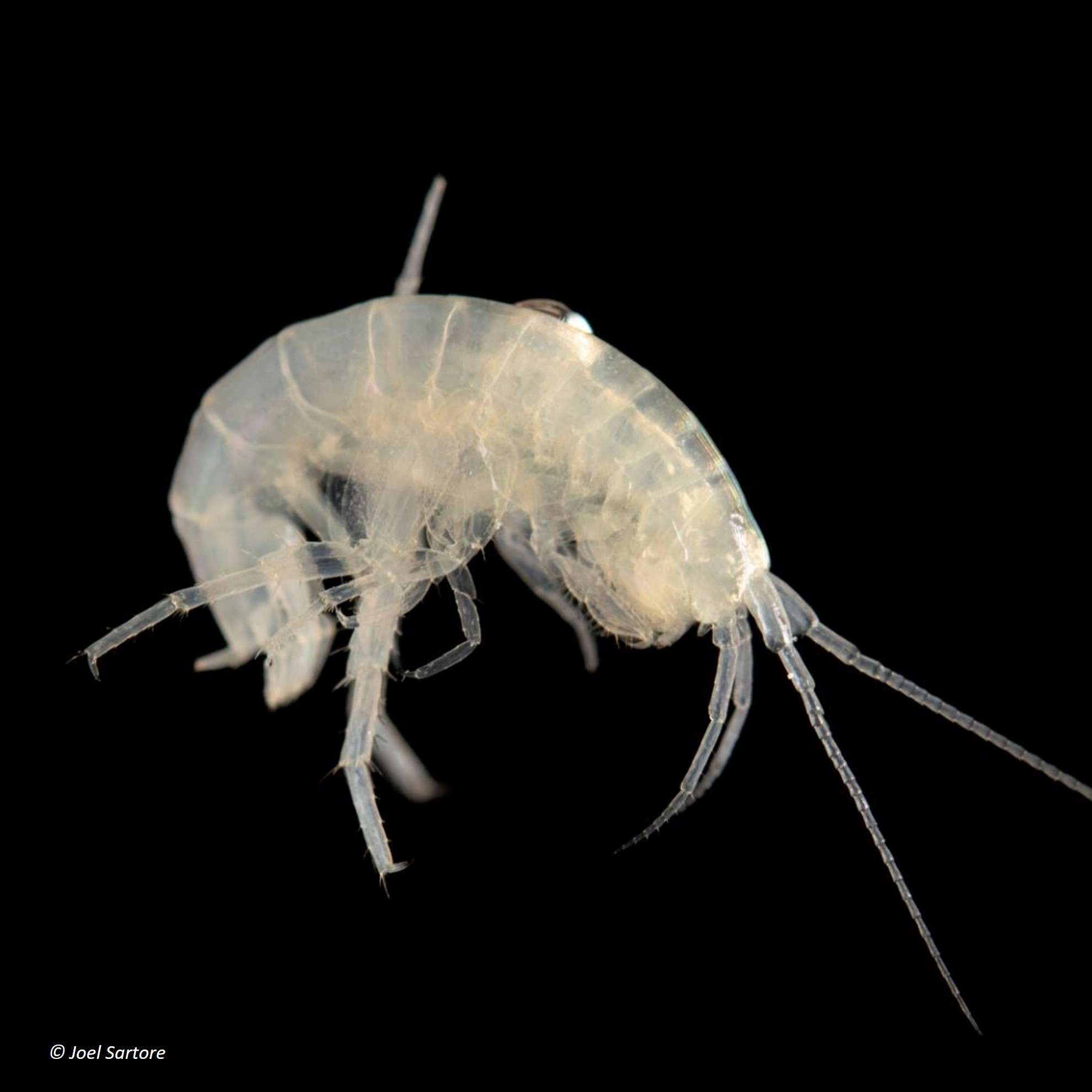 Bifurcated Cave Amphipod | Environmental Inclusion