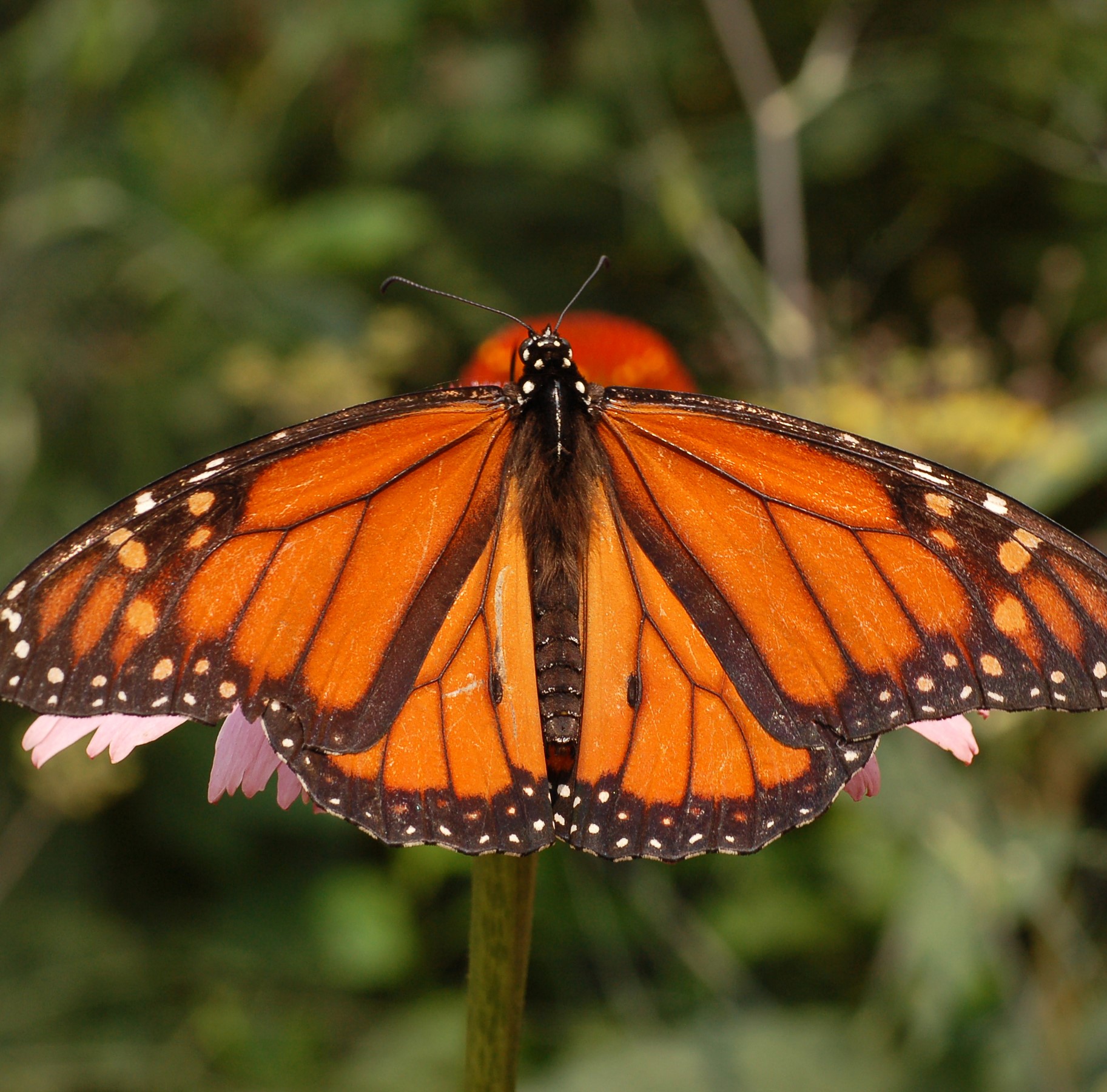 Monarch Butterfly - vulnerable | Endangered Species Facts ...