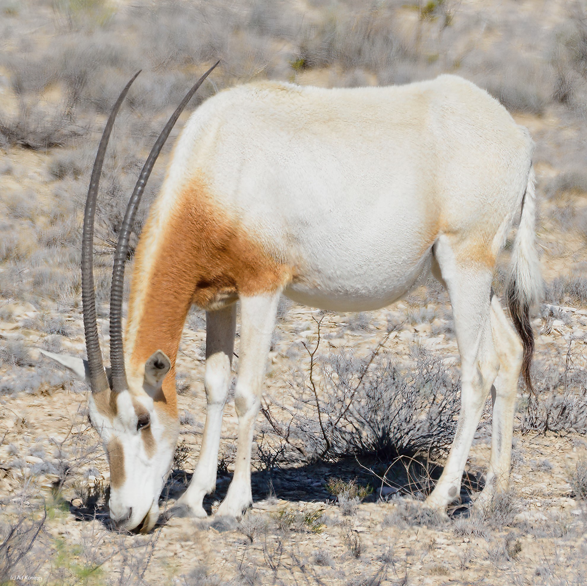 Scimitar Oryx Pronunciation