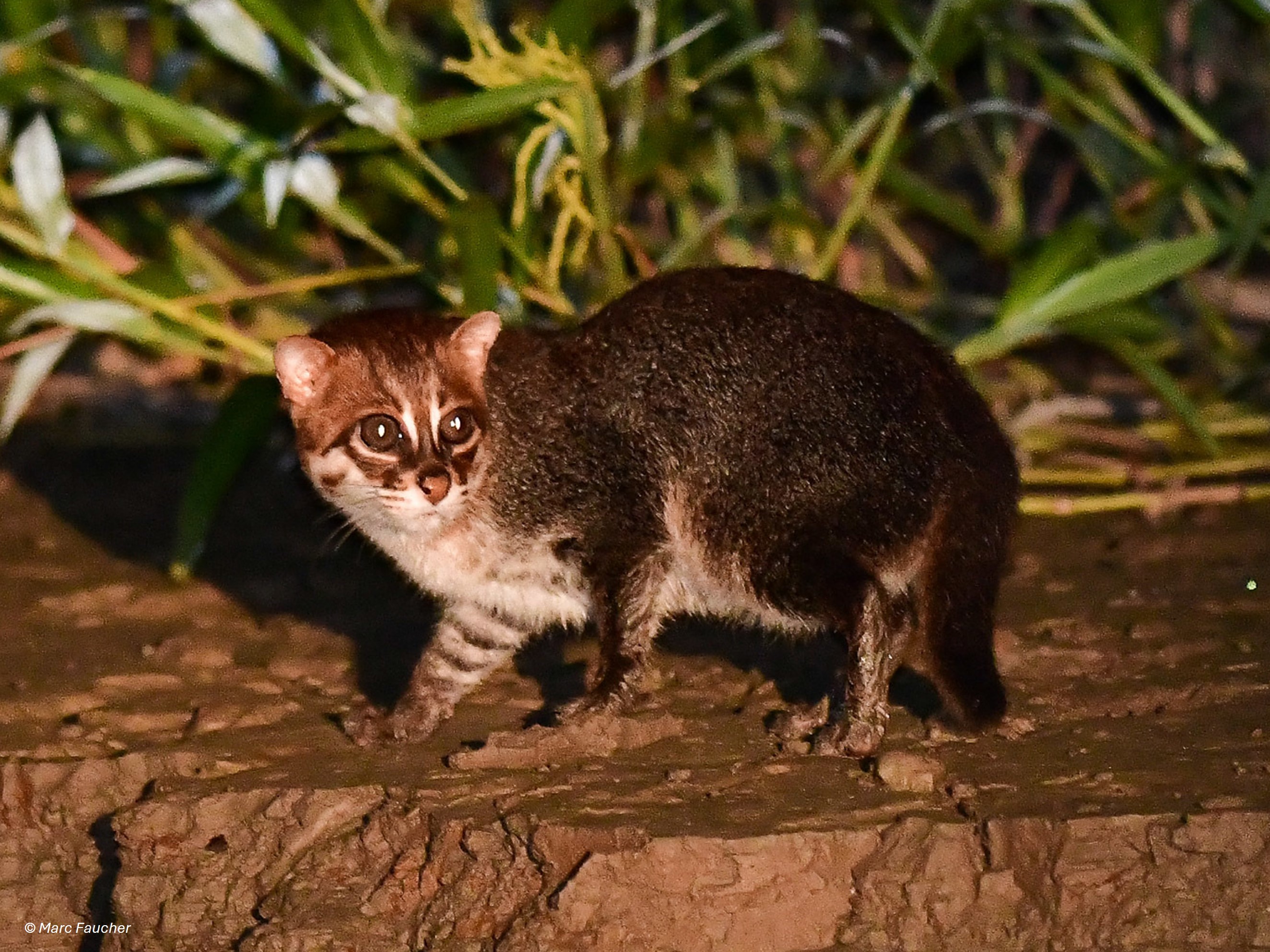 Rediscovered After Nearly 30 Years Endangered Flat-headed Cat Return ...